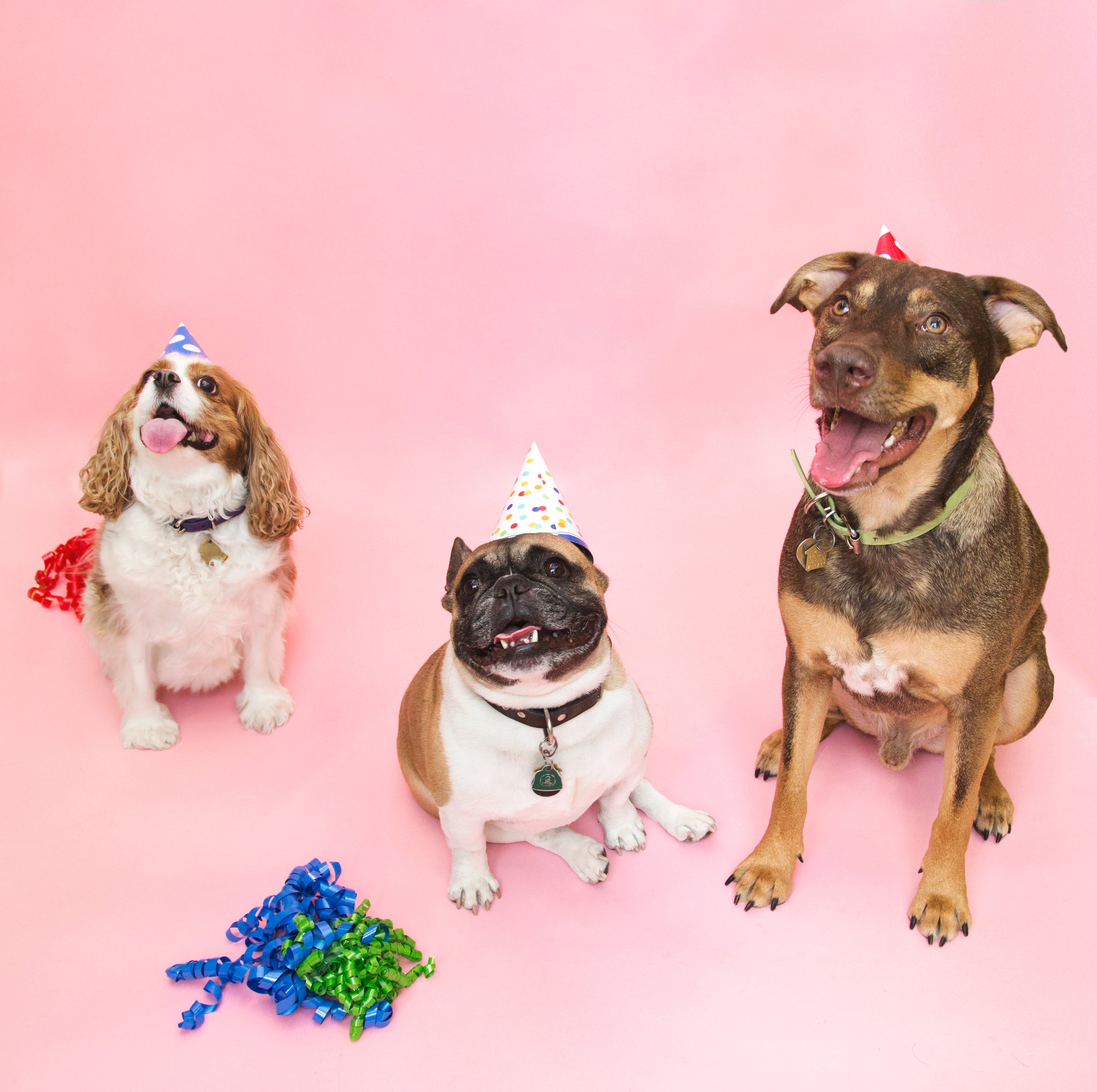 Paw Pal "Your Doggie Place" – Paw Pal Pet